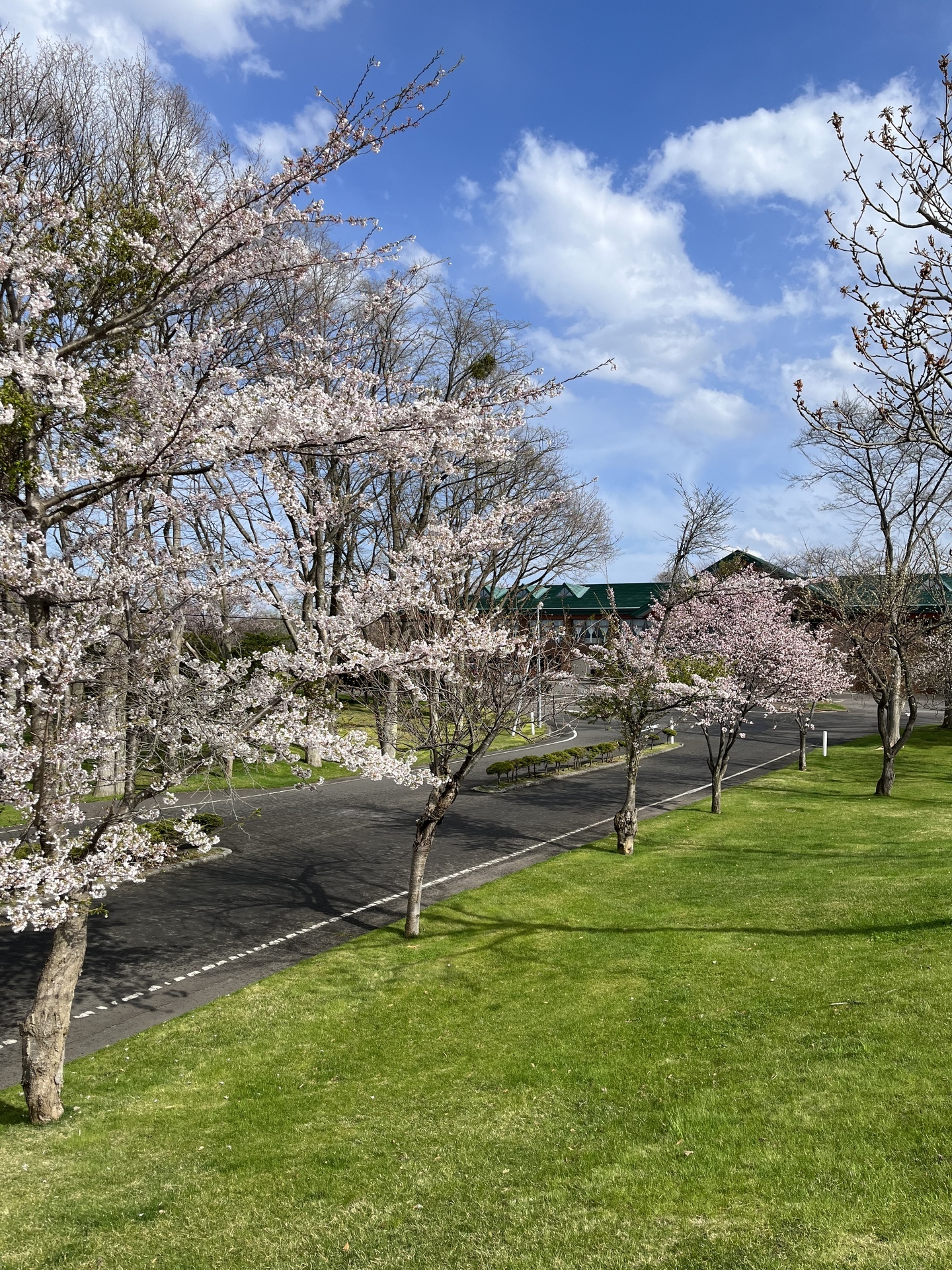 桜&梅が…: "Gaku" Racing