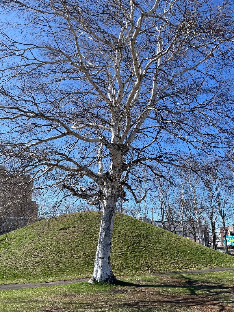 お散歩️: "Gaku" Racing